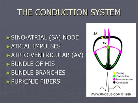 Heart Conduction System Ppt Download