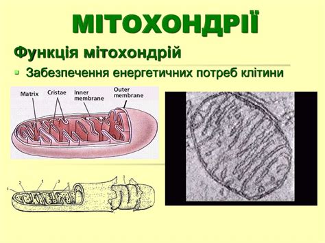 Будова клітини презентация онлайн