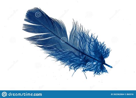 Blue Goose Feather On A White Isolated Background Stock Photo Image