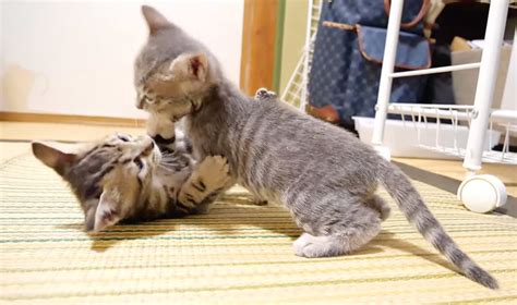 登ったはいいけど、降りられなくなった子猫達。助けを求める様子が妙に可愛かった♡ エウレカねこ部
