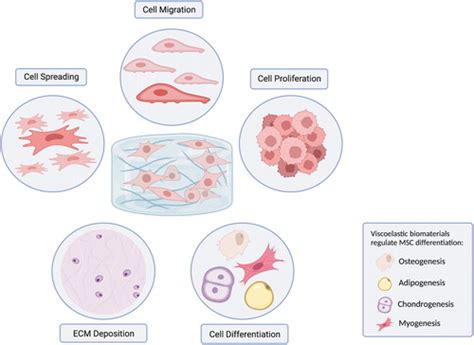 Viscoelastic Biomaterials For Tissue Regeneration Tissue Engineering Part C Methods