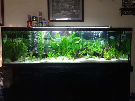 125 Gallon Freshwater Planted Aquarium Tropical Fish Site
