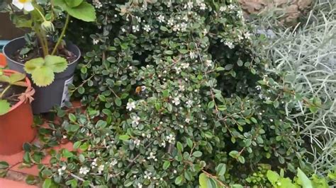 Bees Object Detection Model V2 Release By Roboflow 100