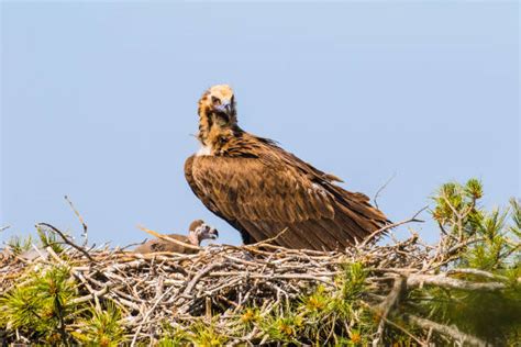 Turkey Vulture Nest
