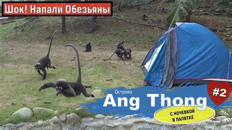 Шок Напали Обезьяны Таиланд острова Анг Тонг Ночуем в палатке Youtube