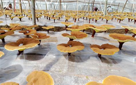 Ganoderma Lucidum Spore Oil Tcm Adaptogen Warehouse