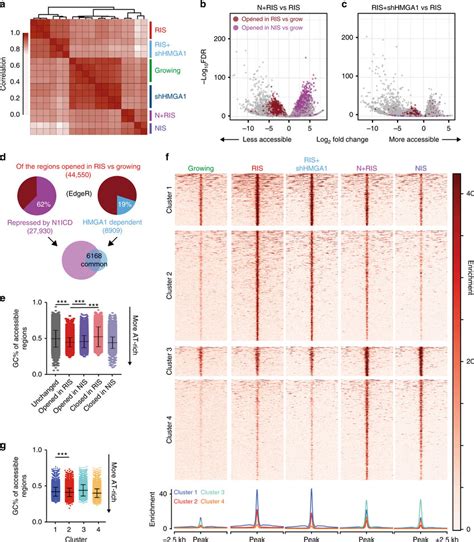 Ectopic N1icd And Hmga1 Knockdown Antagonise Chromatin Opening In Ris