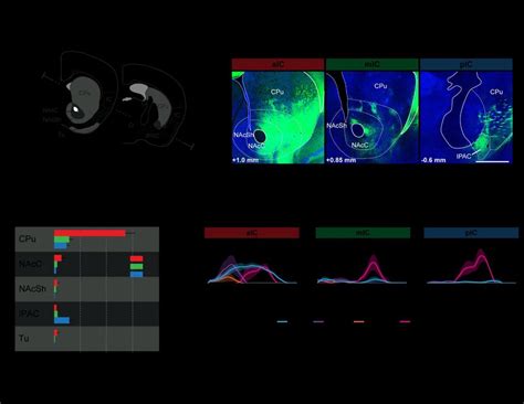 Ic Striatum Connectivity Download Scientific Diagram