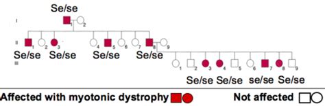 Multifactorial Inheritance Ii Flashcards Quizlet