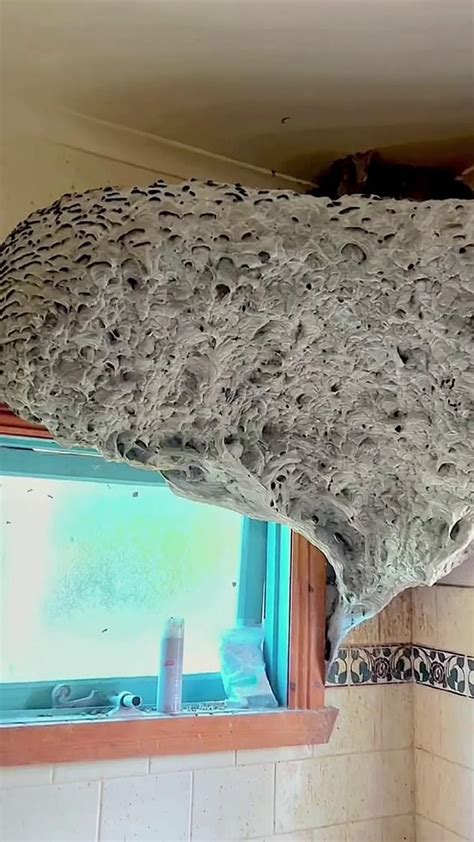 Homeowner Discovers Massive ‘аɩіeп Like Wasp Nest In Bathroom Sized