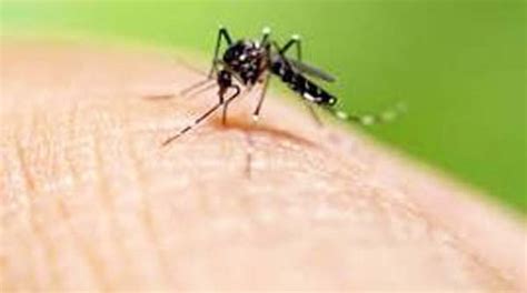 Fallece un hombre por el dengue hemorrágico en la ciudad de El Alto