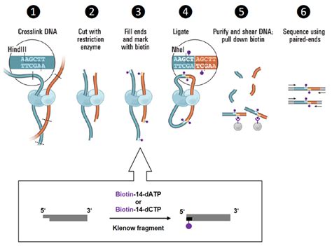 Biotin 14 Datp And Dctp For Hi C Experiments News Blog Jena Bioscience
