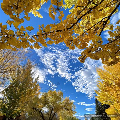 Ai创作图仰望蓝天白云银杏 仰望秋色天空秋色 蓝天白云金色银杏 秋天蓝天白云下树木 蓝天白云银杏树 仰望秋色仰拍秋色 金色枫林蓝天白云公园 仰望天空秋色 仰拍天空黄色树叶 金色银杏盈蓝天 天空