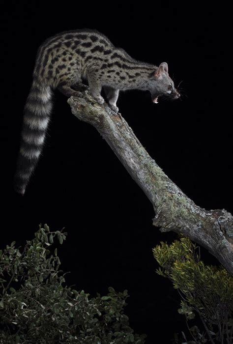 Spotted Genet Climbing Tree Branch