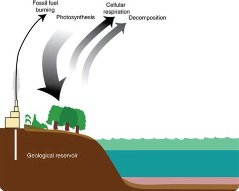 Biotic And Abiotic Cycle