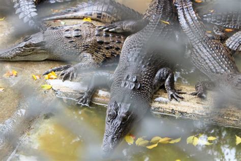 630개 이상의 악어 농장 이미지 스톡 사진 그림 및 Royalty Free 이미지 Istock