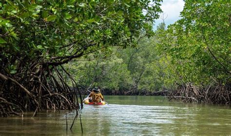 Shail Shah On Linkedin More Than Half Of Worlds Mangrove Ecosystems