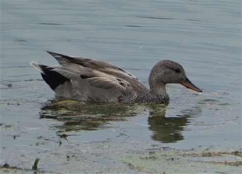 オカヨシガモのこと 日本の野鳥識別図鑑