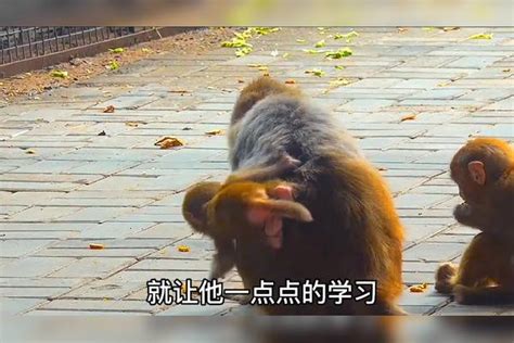 母猴如何教小猴子学习走路觅食适应孤独感处处都是母爱 孤独感 母爱