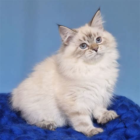 112 Michelle R Siberian Female Kitten Kittens Up