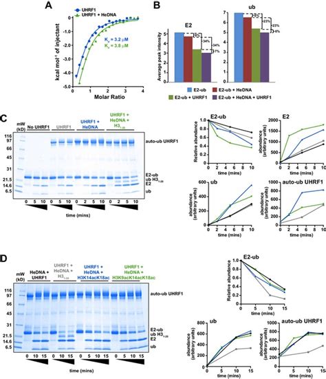 Figures And Data In Hemi Methylated Dna Regulates Dna Methylation