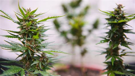 Sativa Vs Indica Key Differences And Which One Is Right For You