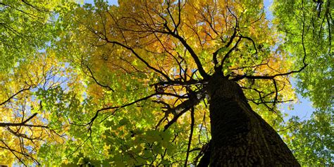 Timber Value 101 For Land Buyers Landthink