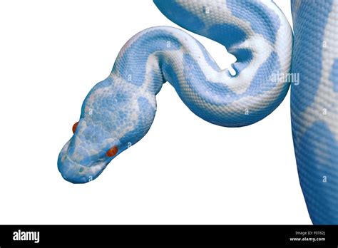 Albino Reticulated Python Python Reticulatus Isolated On White