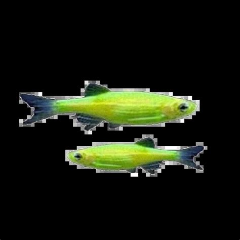 荧光绿热带小型淡水斑马鱼 花瓣网