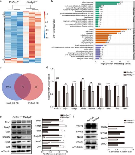 Pmfbp1 May Cooperate With Hdac3 To Affect Gene Expression Profiling In Download Scientific
