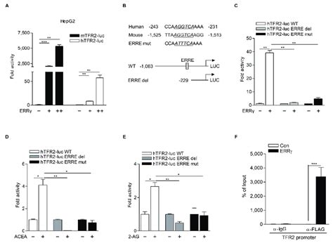 Errγ Directly Upregulates Tfr2 Gene Transcription A Errγ Activates