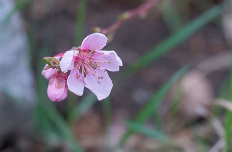 피는 분홍색 사쿠라 벚꽃 또는 일본 벚꽃 꽃 자두 세룰라타 나뭇 가지 부드러운 초점 천연 보케 꽃 배경 닫기 0명에 대한 스톡 사진 및 기타 이미지 Istock