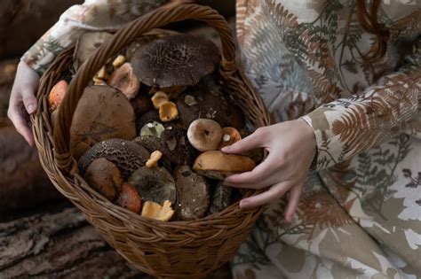 Можно ли есть сыроежки сырыми Русская семерка