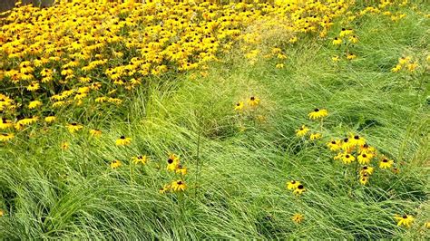 Prairie Dropseed The Perfect Companion Plant For Your Garden Imdfadu