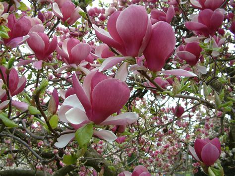 Магнолия Суланжа (Magnolia soulangeana)