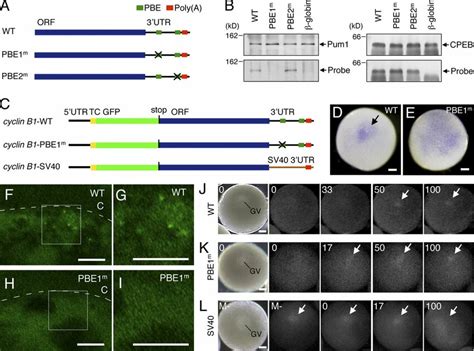 Binding Of Cyclin B1 Mrna To Pum1 Is Required For Granule Formation And