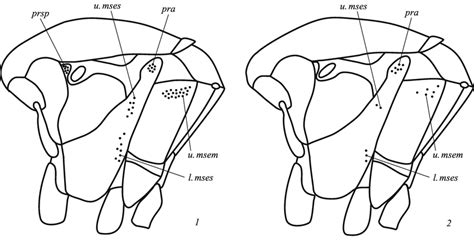 Thorax Of Mosquitoes Of The Genus Anopheles Meigen Topology Of Setae