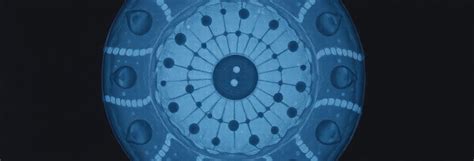 Cell Cycle Interphase Mitosis And Checkpoints