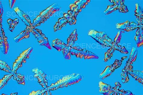 Ammonium chloride crystals, light micr | Stock Image - Science Source Images