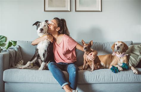 Limpeza de casa veterinárias dão dicas para quem tem pet
