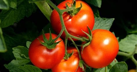 Balchem Plant Nutrition On Linkedin Tomatoday Yum Metalosate