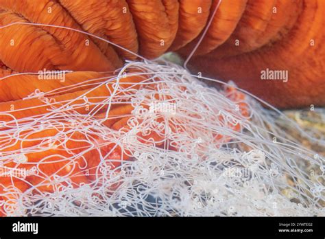 Acontia Defensive Nematocyst Bearing Threads Alki Marine Park Puget