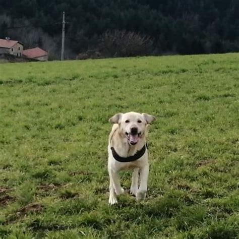 Aki Chien Croisé e à l adoption Solérieux Pet Adoption