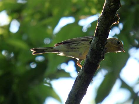 ノジコの幼鳥オオアカゲラの幼鳥 bird福島県