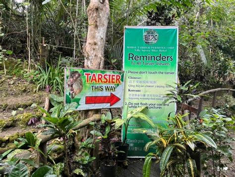 필리핀 보홀 여행 타르시어 안경원숭이 데이투어 솔직후기 네이버 블로그
