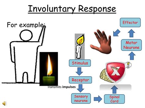 Control Action Response Diagram Action Response Continuum