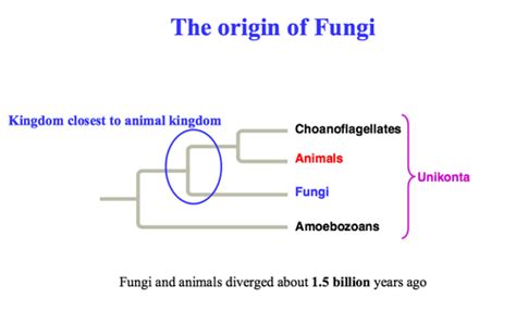 Kingdom Protista And Kingdom Fungi Flashcards Quizlet