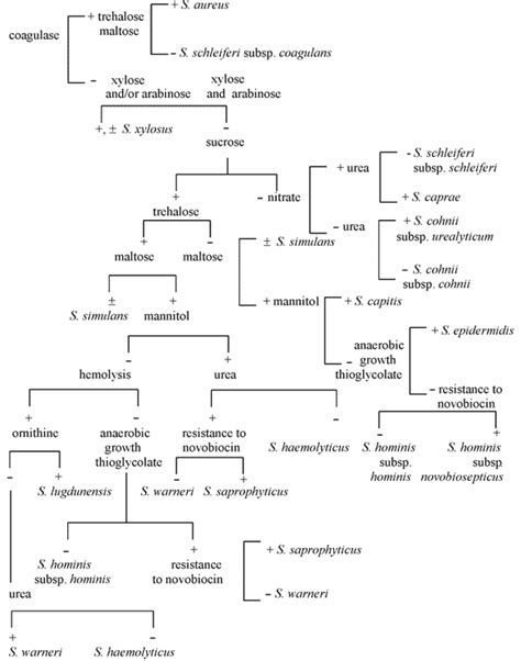 Microbiology What Bacteria Results In A Gram Ve Cocci And Catalase