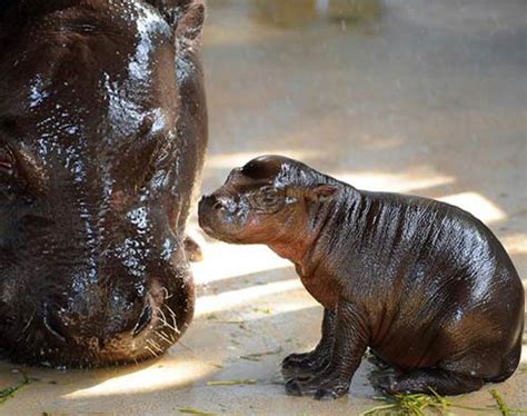 Pygmy Hippopotamus Night Loner