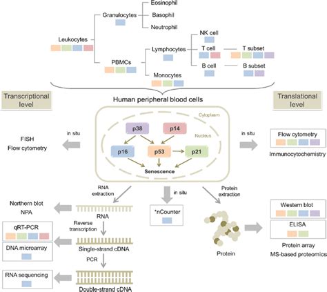 Overview Of Techniques To Detect Cell Cycle Regulators As Senescence